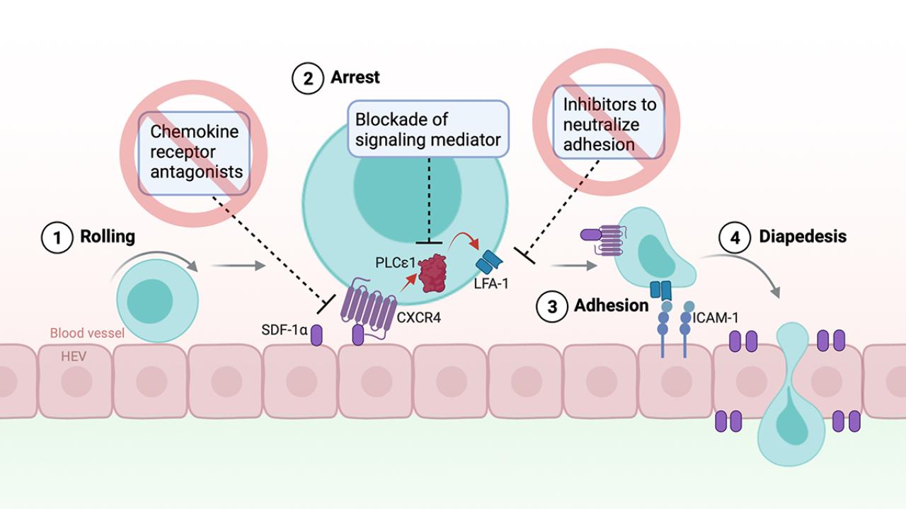 Target T Cell Adhesion and Migration in Autoimmunity | Columbia ...
